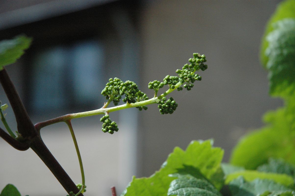 Rubinus - foto's rondom wijn - vegetatiecyclus